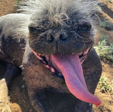 Mister Happy Il Cane Pi Brutto Del Mondo News Petme