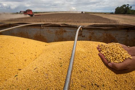 Em Goiás produção de grãos deve crescer 11 6 e chegar ao recorde de