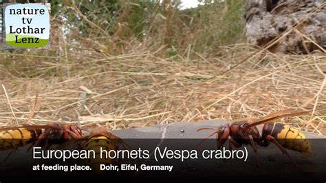 Europ Ische Hornissen Vespa Crabro Youtube