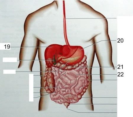 Abdominal Organs Diagram Quizlet