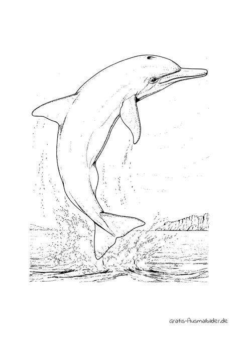 Ausmalbild Delfin Klassisch Kostenlose Malvorlagen Bei Gratis