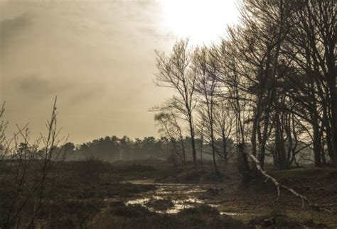 Free Images Landscape Tree Nature Forest Branch Winter Sky