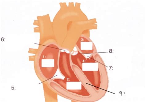 The Chambers And Valves Of The Heart Flashcards Quizlet
