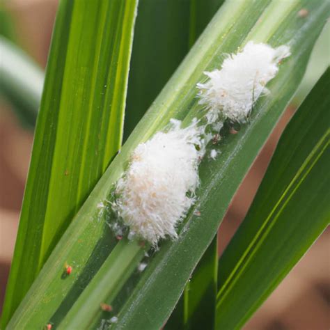 Mealybug Management In Sugarcane Symptoms Treatment Chemical