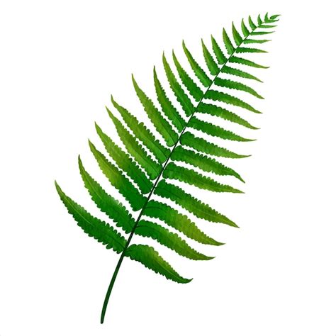 Hoja de helecho ilustración de acuarela de hoja verde tropical dibujada