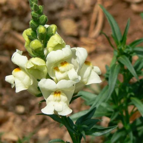 Wildes Löwenmaul Antirrhinum majus