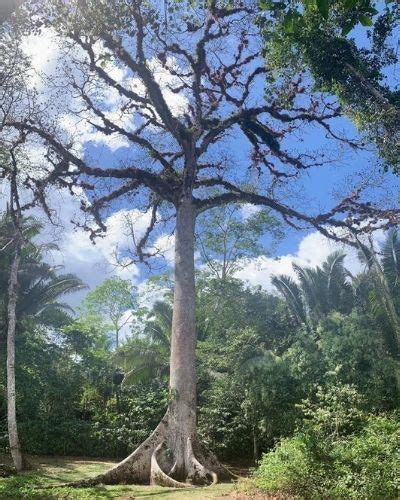 La Ceiba En Guatemala Aprende Guatemala