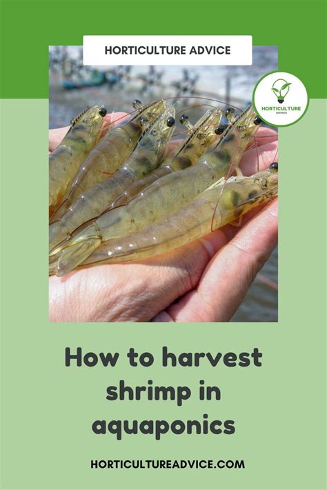 What Is Aquaponics The Ultimate Diy Aquaponics Guide Artofit