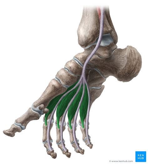Lumbricals Of Foot Attachments Innervation And Action Kenhub