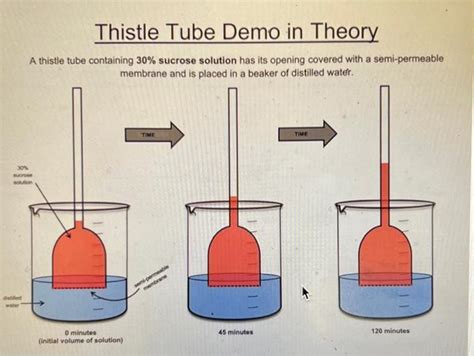 Solved Thistle Tubes Dialysis Tubing Beakers Ring Stands Chegg