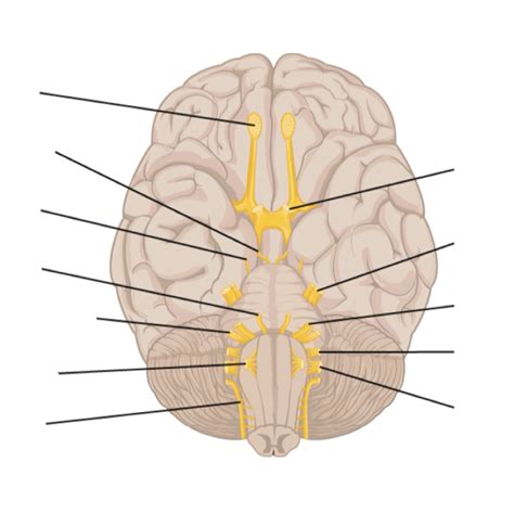Cranial Nerves Pt 1 Diagram Quizlet