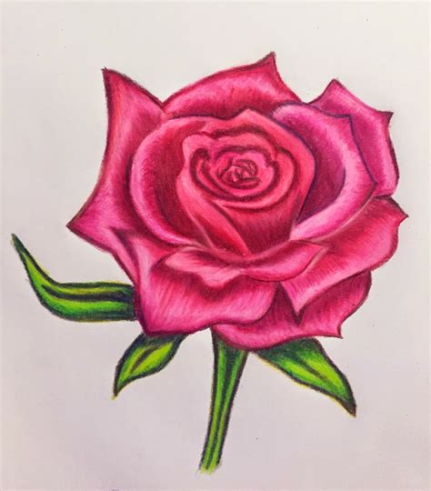 Come Disegnare Una Rosa 100 Immagini A Cui Ispirarsi