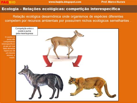 FAQBIO Apoio Ao Estudo De Biologia Ficha Resumo Ecologia