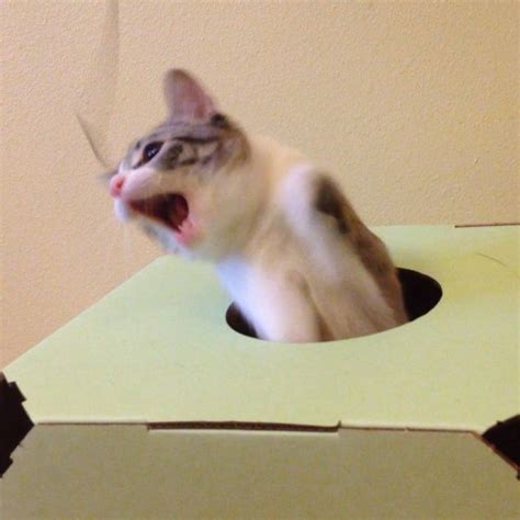 Te presentamos a Roux una gatita que nació sin sus dos patitas