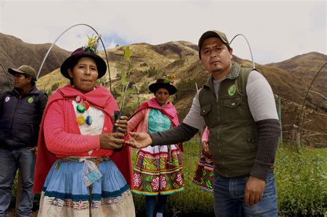 Ayacucho Entregan 96 000 Plantones Forestales Y Frutales A Productores