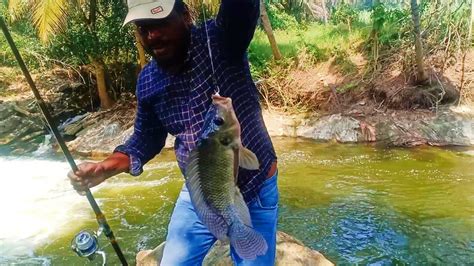 Back To Back Tilapia Fish Catch Big Tilapia Fish Catching YouTube