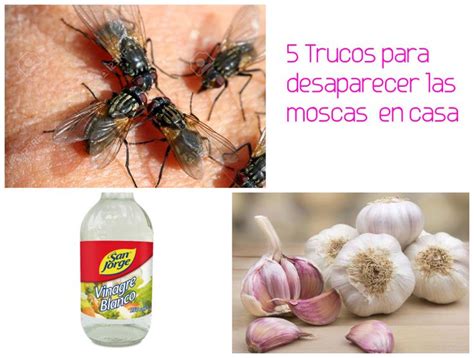 5 Trucos Para Eliminar O Espantar Las Moscas En Casa Cositasconmesh