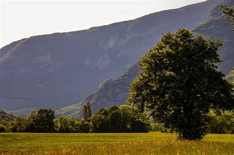 Fotografía al aire libre naturaleza vegetación árboles bosque