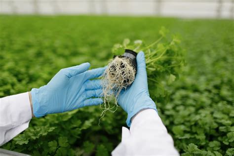 Infidelidad Sin Cabeza Dispuesto Manipulacion Genetica En Las Plantas