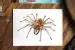 Comment dessiner une araignée Araignée dessin facile