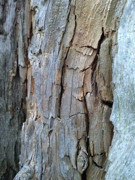 The Bark Of An Old Tree Is Brown