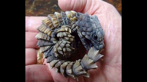 Armadillo Lizard Armadillo Lizard Pet Armadillo Lizard Baby Youtube