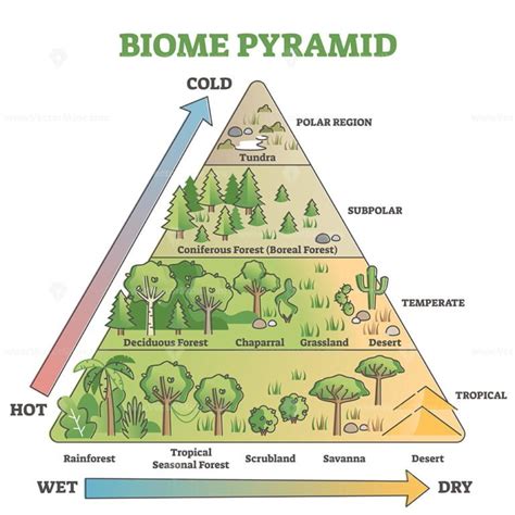 Biomes As Biogeographical Climate Zones Division In Outline Collection