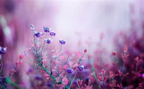 85 Wallpaper Bunga Untuk Pc Images Pictures MyWeb