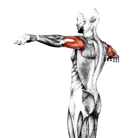 Labeled Anatomy Chart Of Male Triceps Muscles Connective
