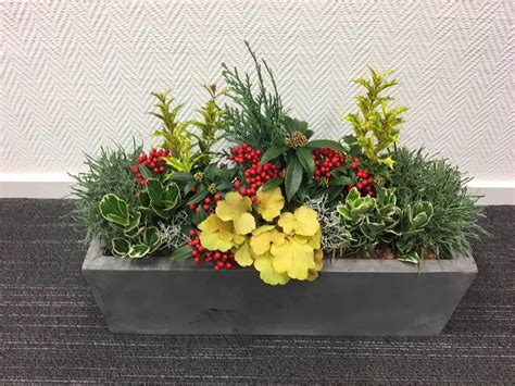 Inaccessible Dans Le Nom Bloquer Plantes Jardiniere Hiver Petit