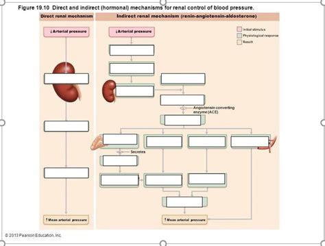 Chapter Blood Vessels Diagram Quizlet