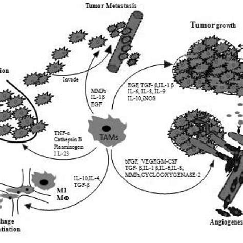 Role Of Macrophages In Anti Tumor Defense Macrophages Facilitate