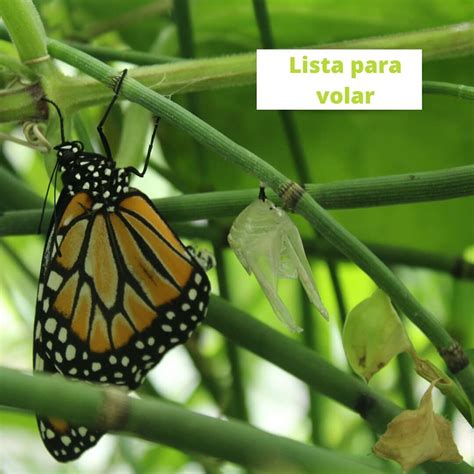 Ciclo De Vida De La Mariposa Monarca Del Sur Amor De Polen