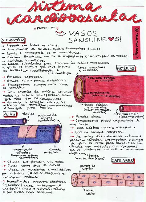 Sistema Cardiovascular Mapa Mental Mapa Mental