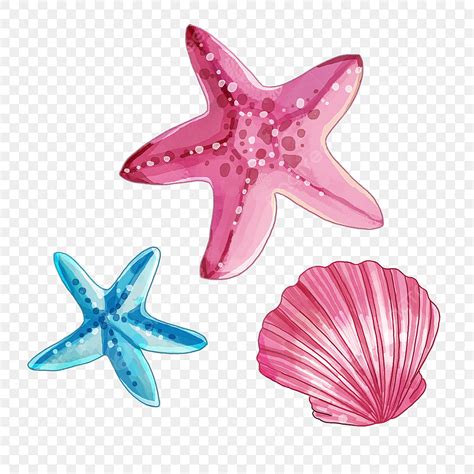 Pintura Em Aquarela De Estrela Do Mar Vieiras PNG Estrela Do Mar