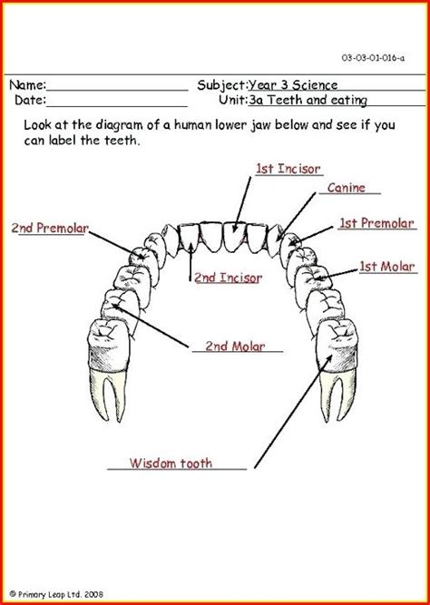Diagram Of Human Teeth With Numbers Diagrams Resume Examples