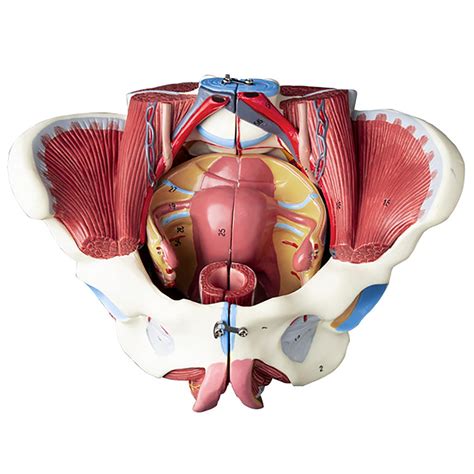 Buy Female Pelvis Model Pelvic Floor Muscle Model With Removable
