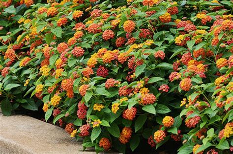 8 plantas que dão flores o ano inteiro Simples Decoração