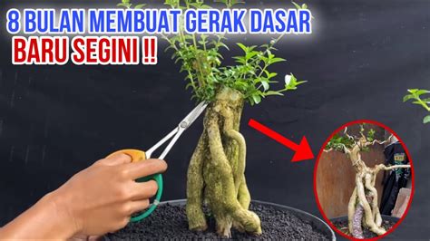 Membuat Bonsai Sancang Exposed Root Tahap Gerak Dasar Youtube
