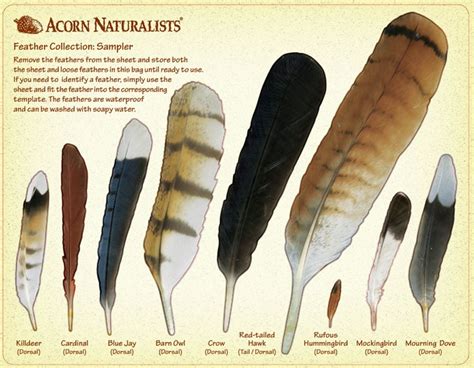 Types Of Bird Feathers Chart