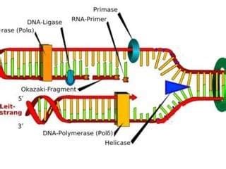 Dna Replikation