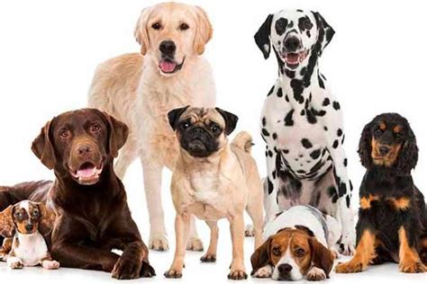 Mejores Nombres Para Perros Machos Lista TOP Y Significados