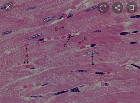 Histologie Flashcards Quizlet