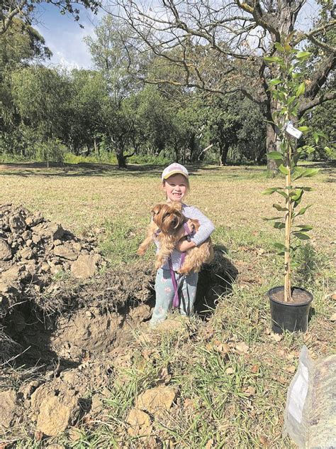 Plant A Remembrance Tree In Memory Of Lost Loved One News24