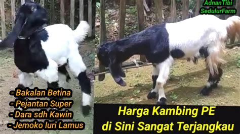 Harga Kambing Pe Pejantan Super Dara Cempe Luri Jelas Siap Kirim Se