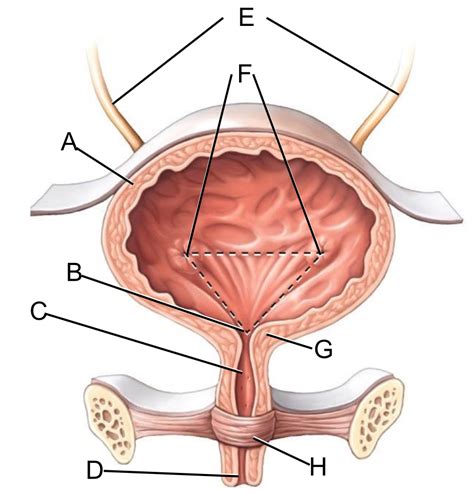 Ureters Urinary Bladder And Urethra Diagram Quizlet