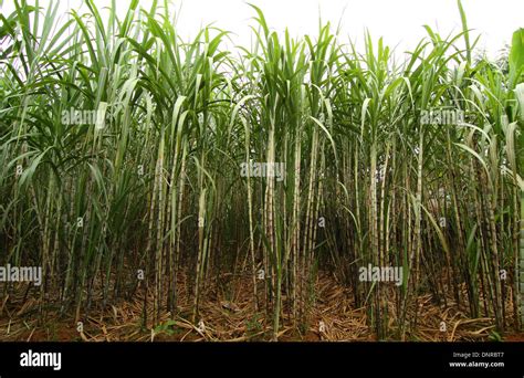 Plantation de canne à sucre Banque de photographies et dimages à haute