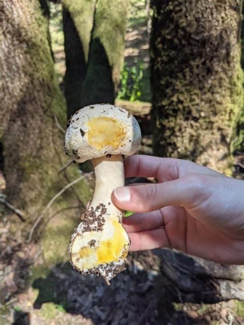 The Yellow Stainer Mushroom Identification And Lookalikes Mushroom