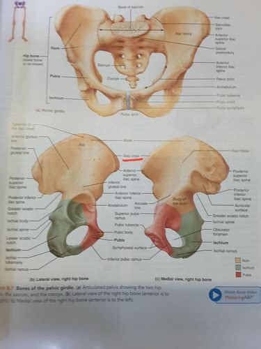 Lab Appendicular Skeleton Pelvic Girdle Os Coxae Off