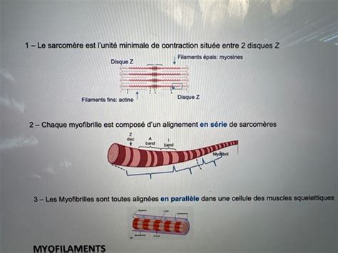 Le Tissu Musculaire Flashcards Quizlet